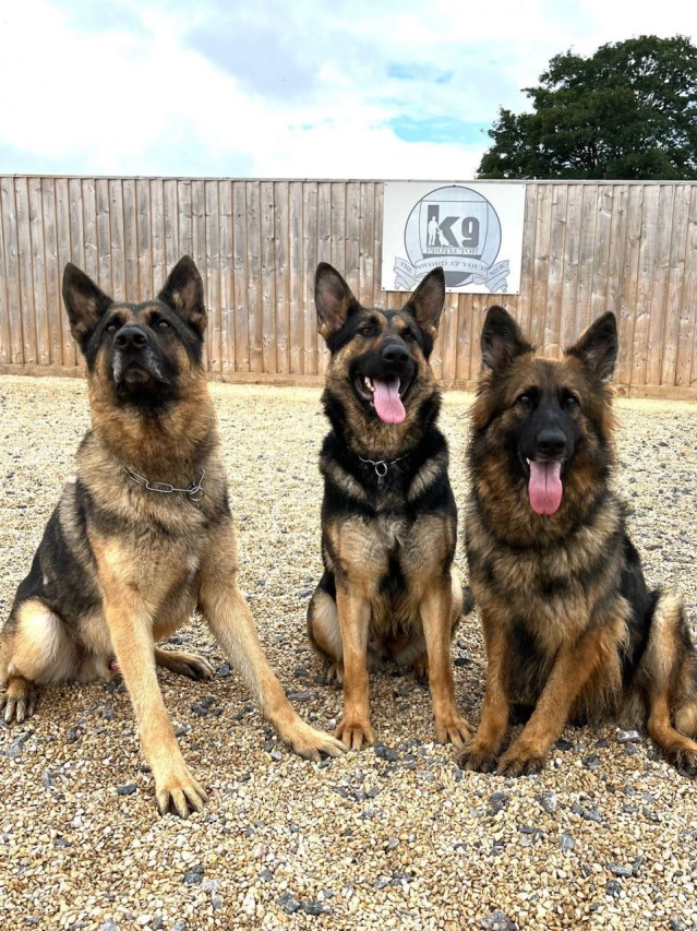 High Threat Security Dogs - Personal Protection Now