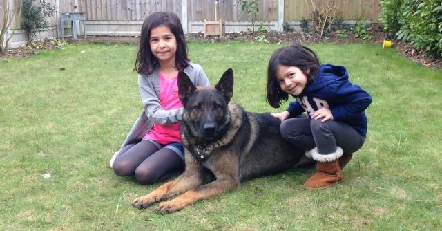 Are Family Protection Dogs Safe With Babies And Children