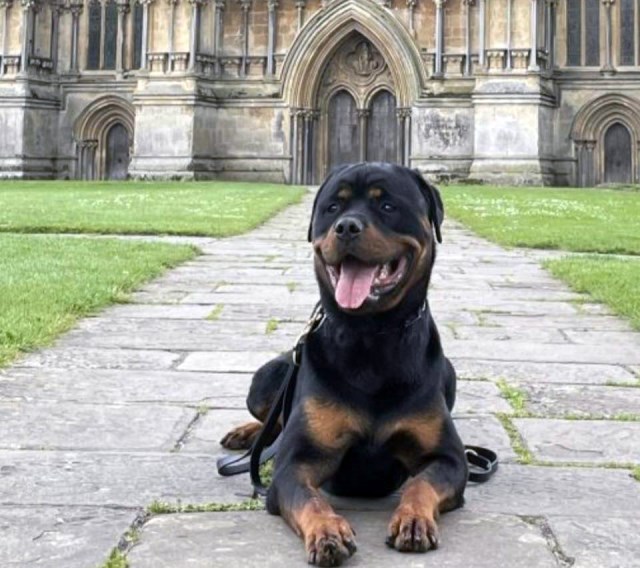 Protection Dogs Trained for UK, USA and Beyond